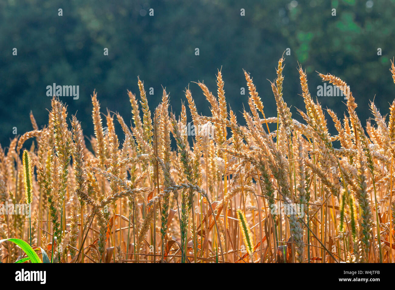 Hay Field Background