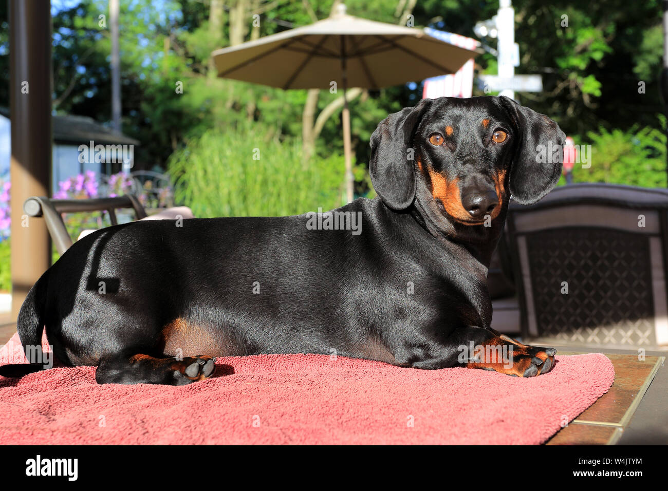 Male dachshund hi-res stock photography and images - Alamy