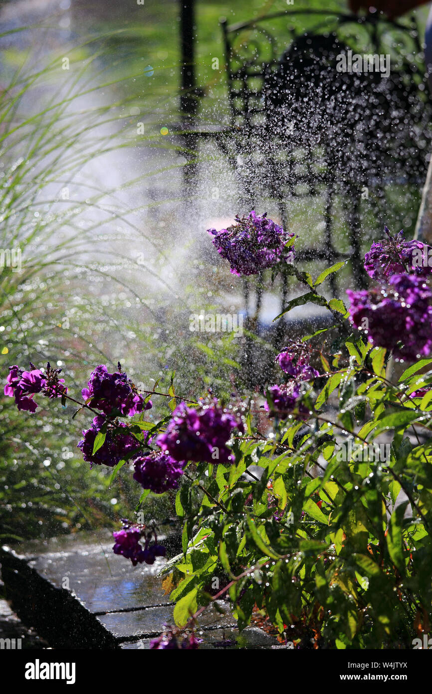 Wet flowers hi-res stock photography and images - Alamy