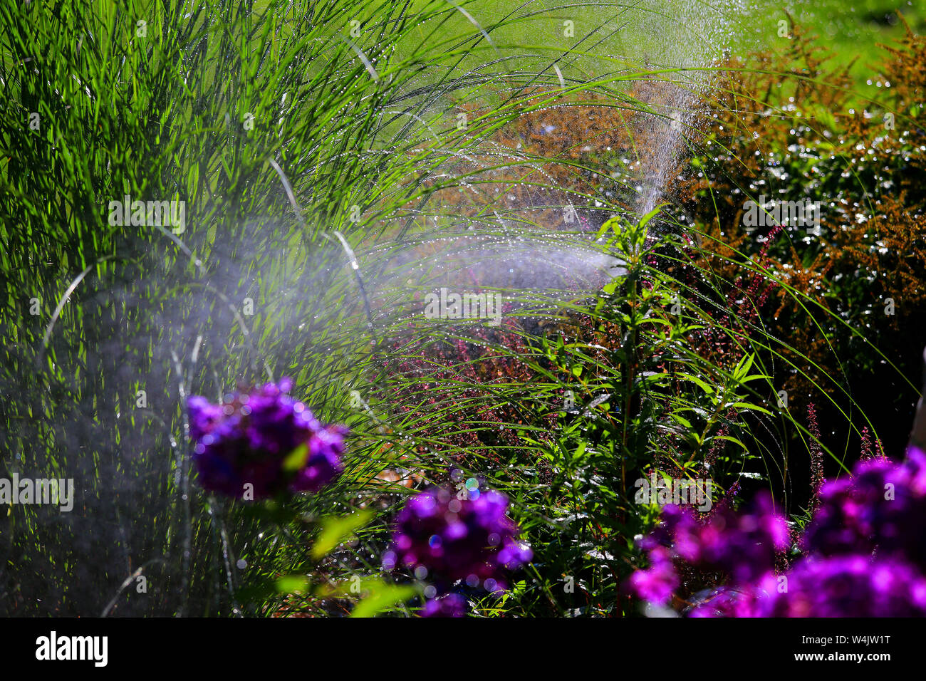 Wet flowers hi-res stock photography and images - Alamy