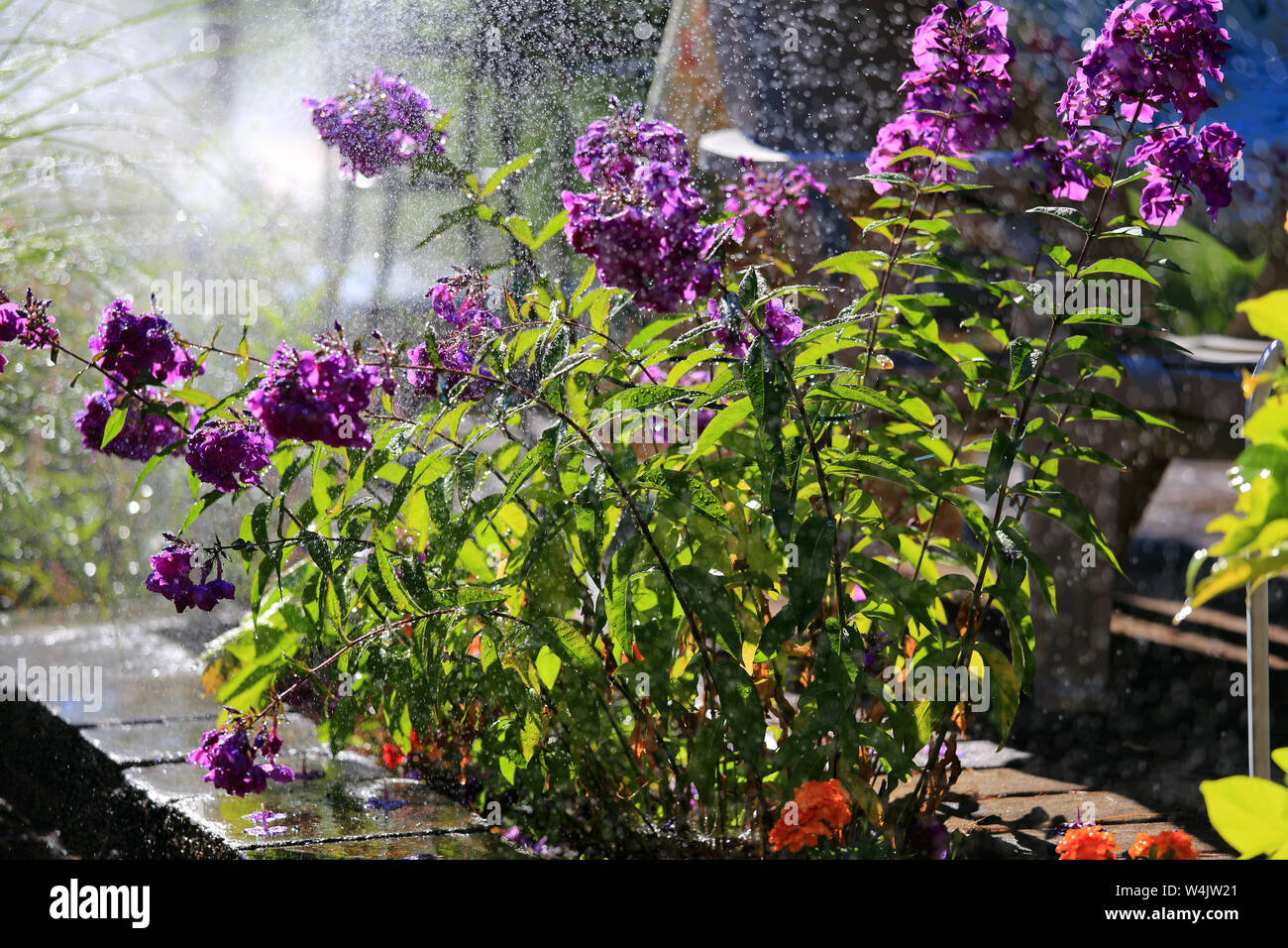 Wet flowers hi-res stock photography and images - Alamy