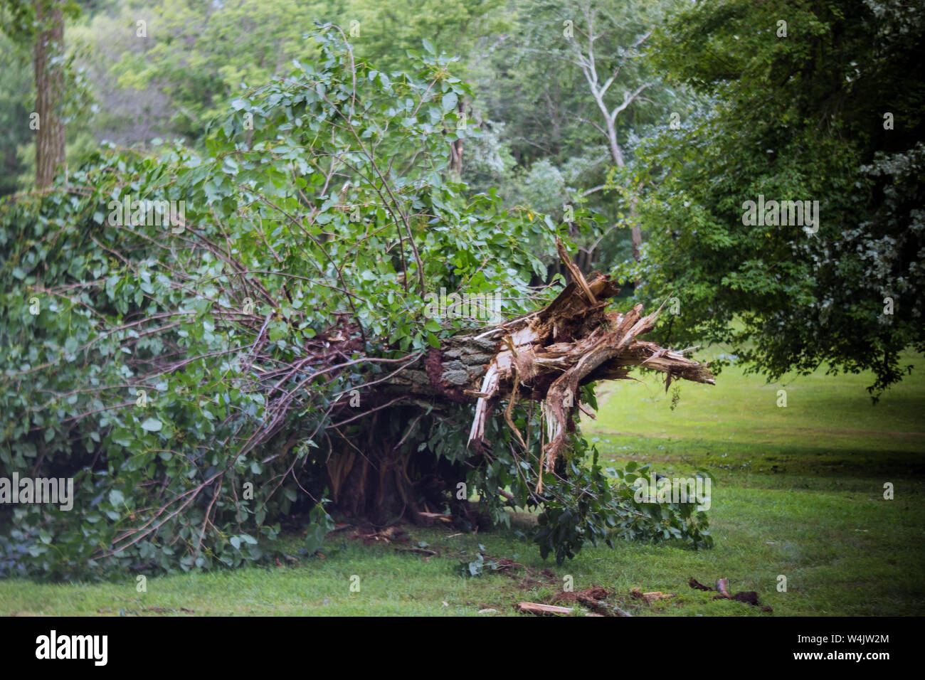 Broken tree branches hi-res stock photography and images - Alamy