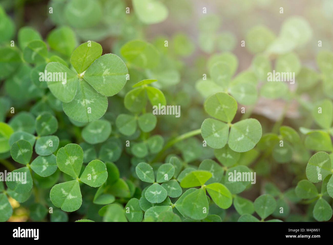 Four Leaf Clover Stock Photo - Alamy