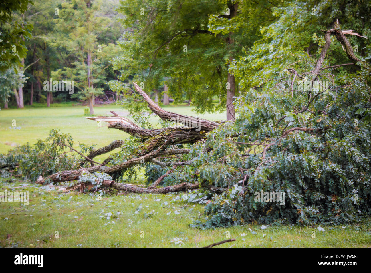 Broken by strong tree roots hi-res stock photography and images - Alamy
