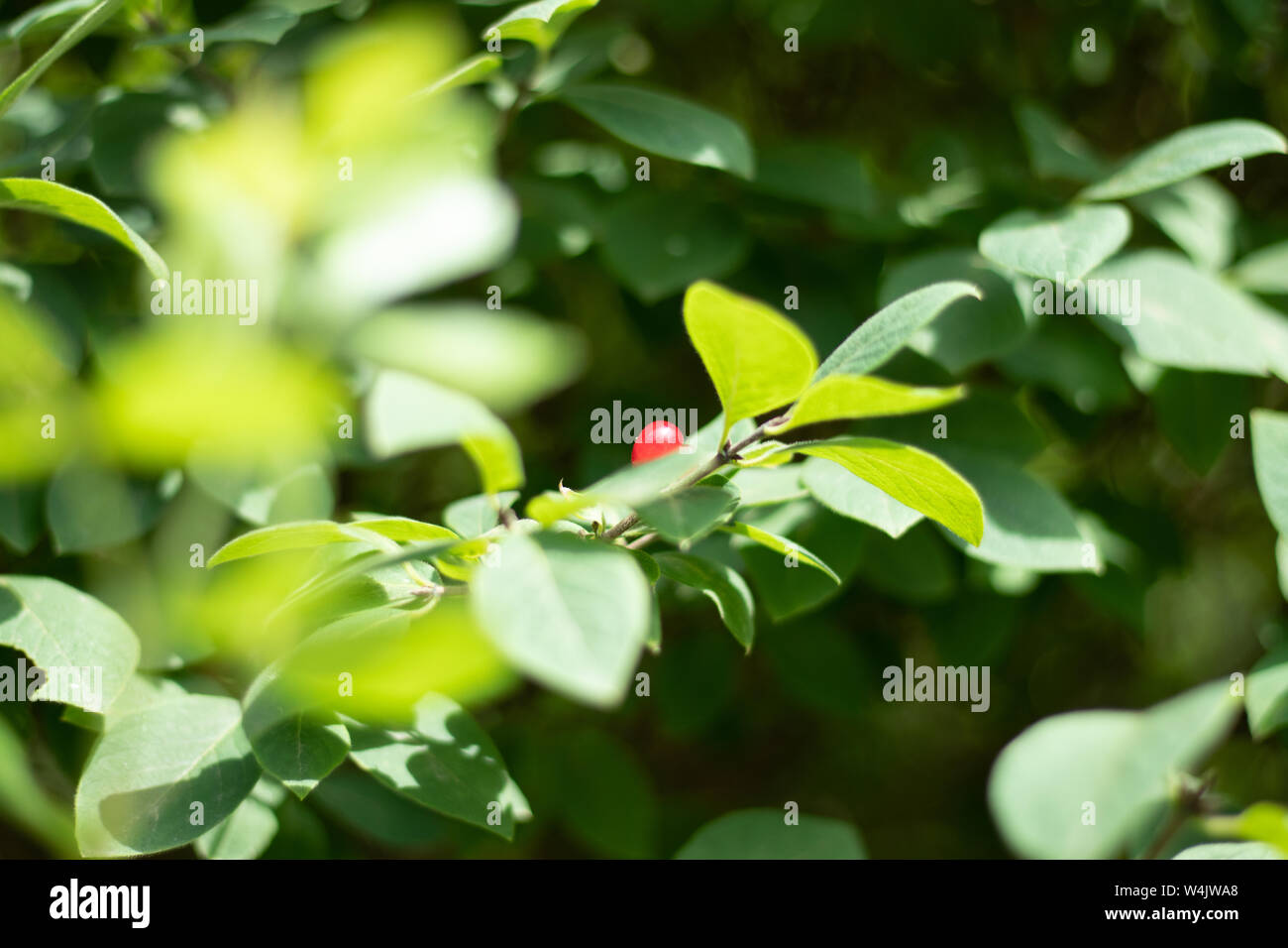 Close up berry hi-res stock photography and images - Alamy