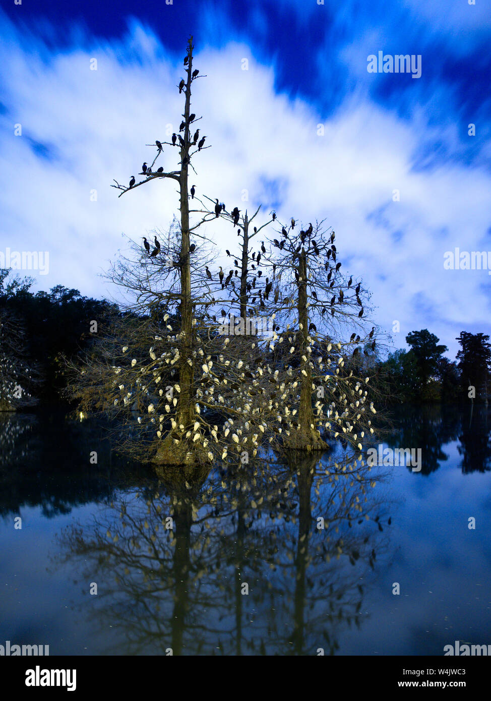 Cypress trees swamp night hi-res stock photography and images - Alamy
