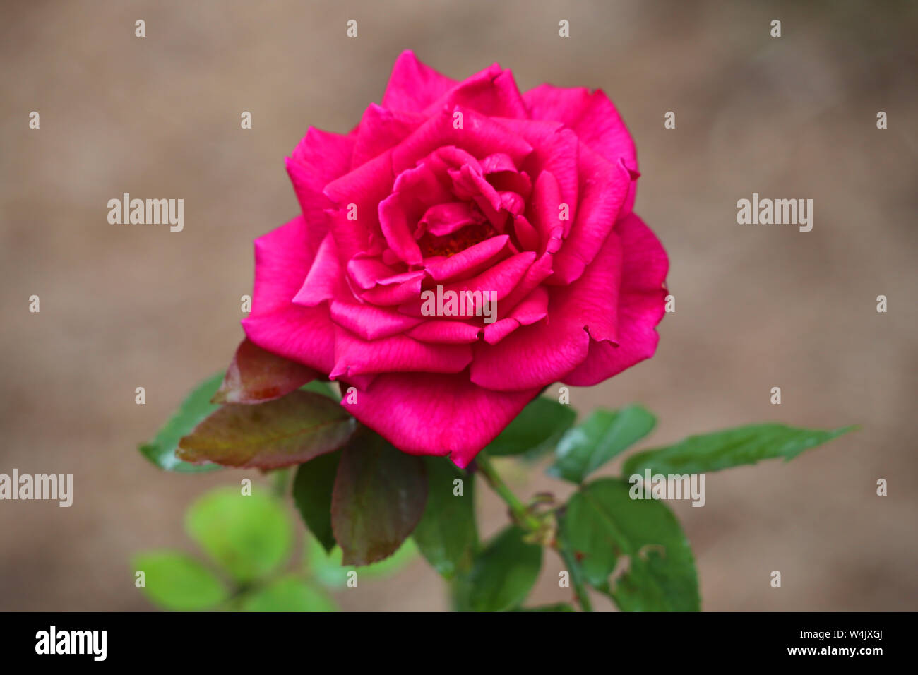 The rose in nature hi-res stock photography and images - Alamy