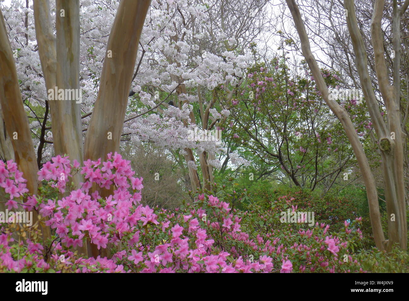 Cherry Blossom and Azalea in Forest of Dallas Arboretum and Botanical ...