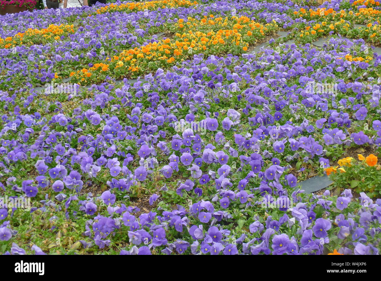 Viola Field in Dallas Arboretum and Botanical Garden Stock Photo - Alamy