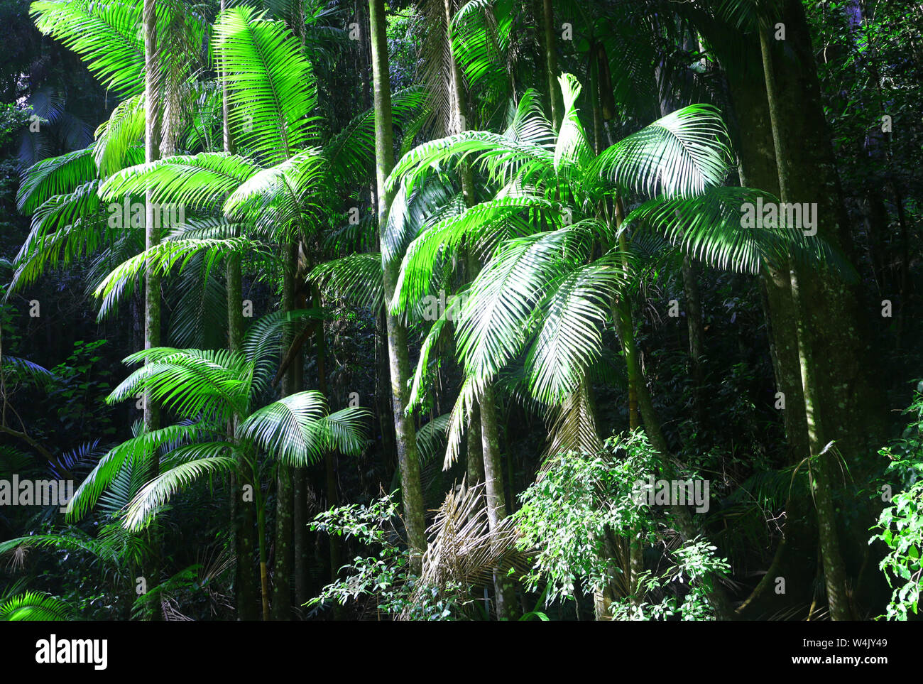 Tropical rain forest paradise hi-res stock photography and images - Alamy