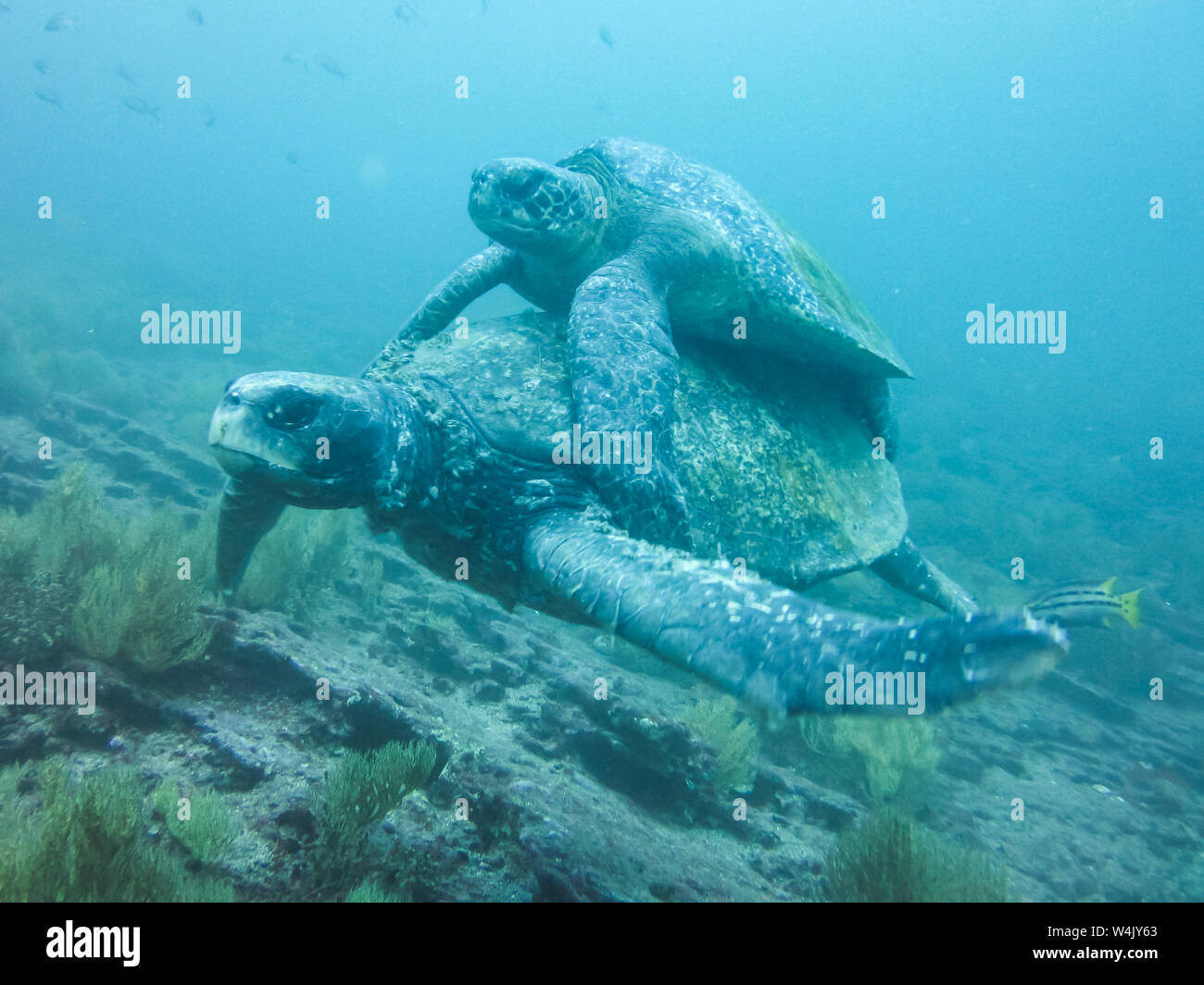 two Marine turtle mating underwater in galapagos islands, ecuador Stock ...