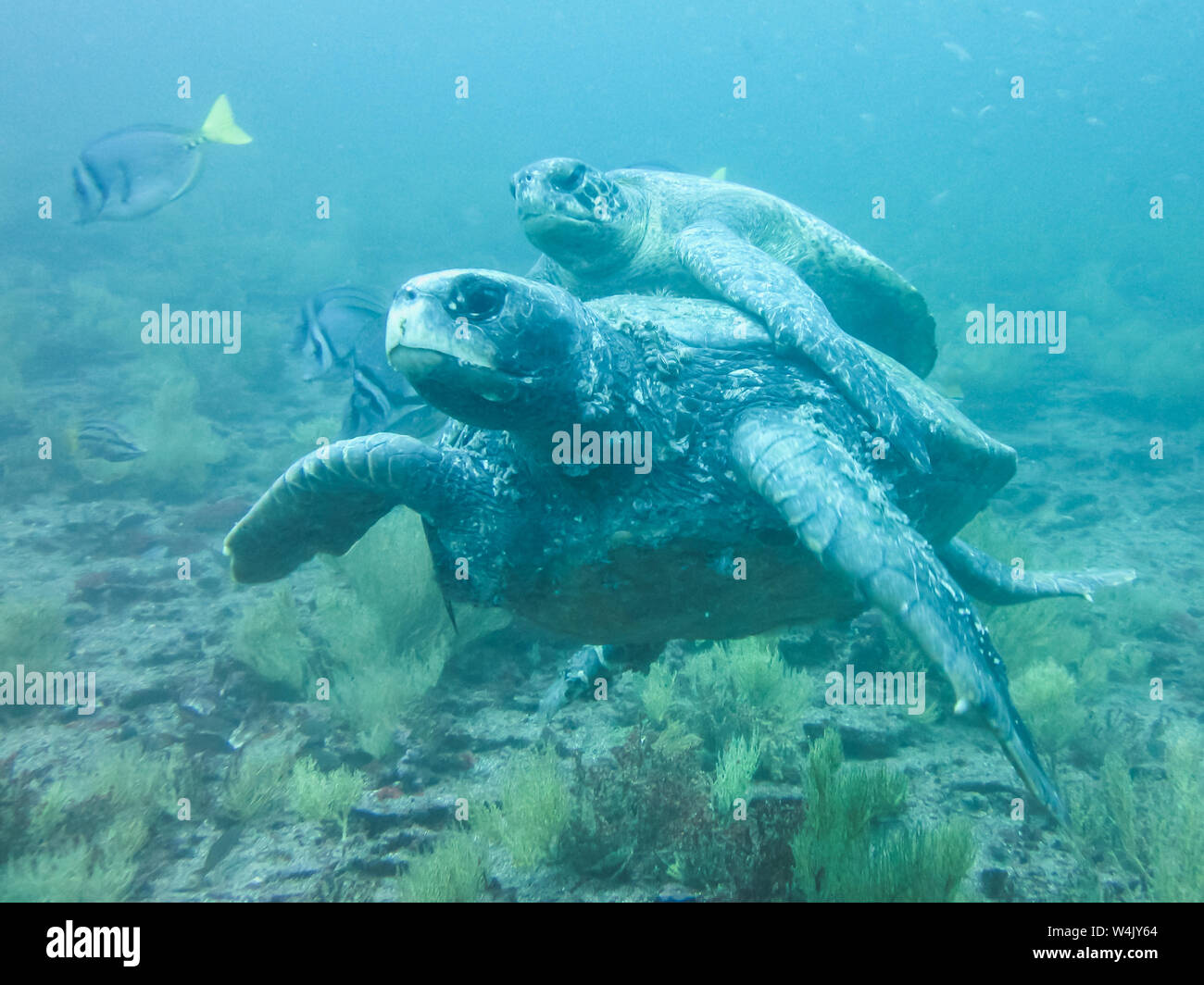 two Marine turtle mating underwater in galapagos islands, ecuador Stock ...