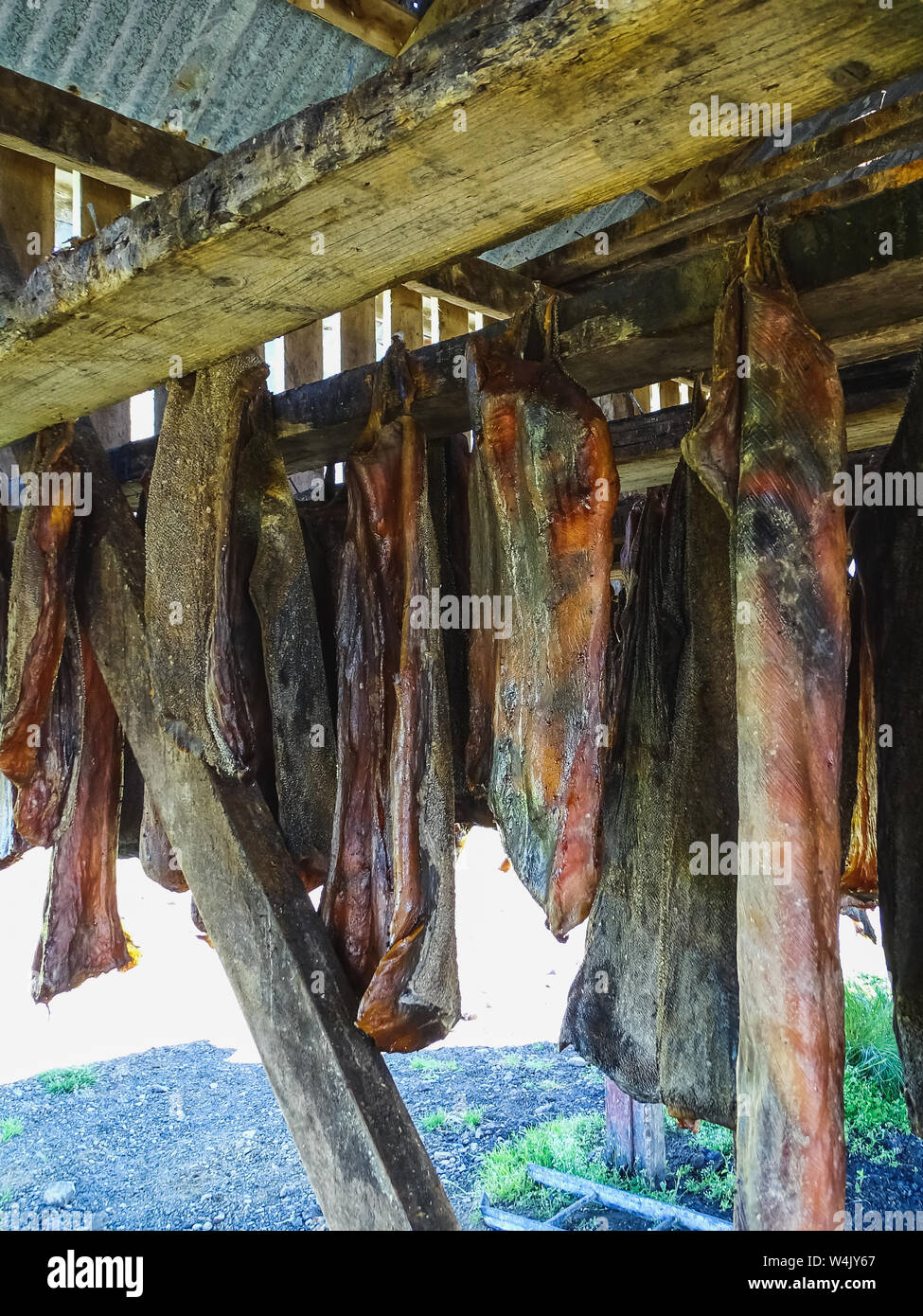 Specialty of iceland called hakarl fermented shark in open warehouse ...