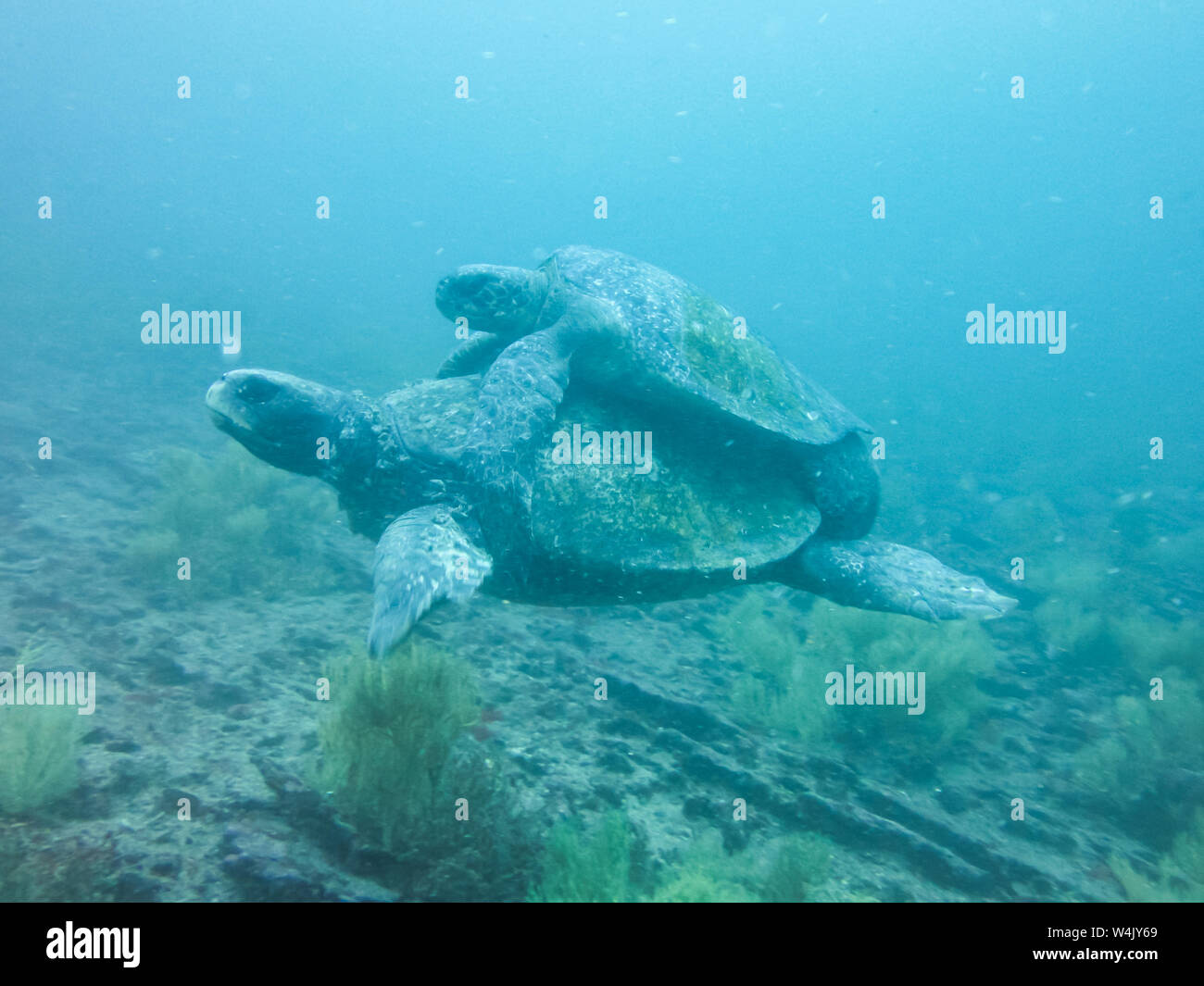 two Marine turtle mating underwater in galapagos islands, ecuador Stock ...