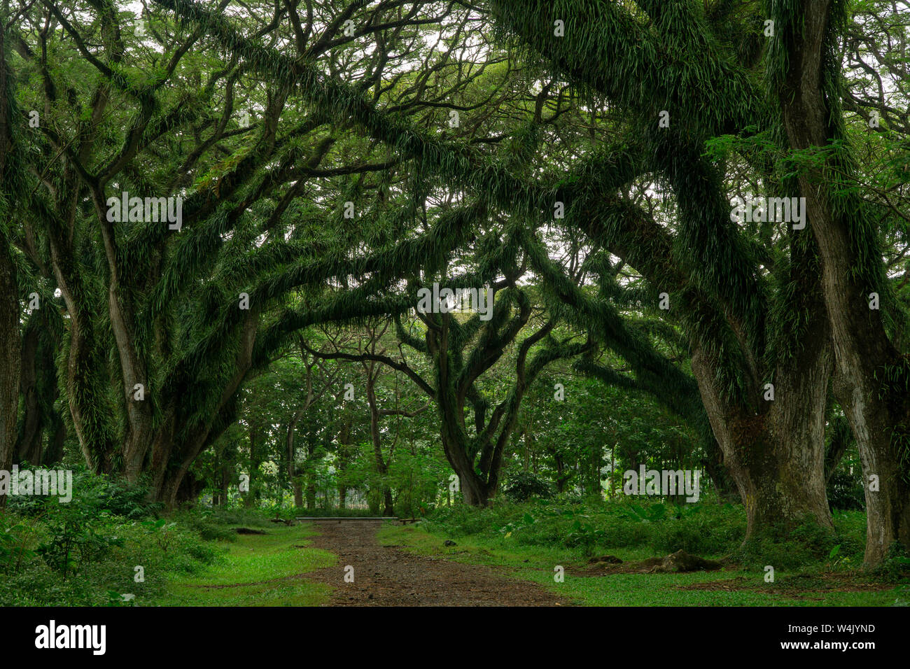 Beautiful fresh green forest with giant old tree De Jawatan Stock Photo ...