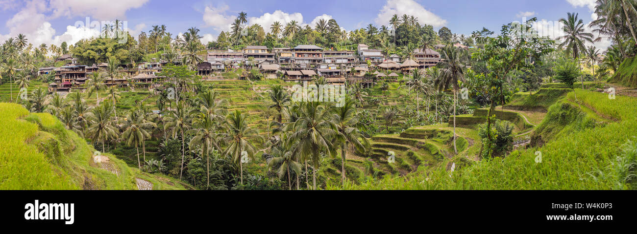 Panoramic view of the cascading rice terraces Stock Photo - Alamy