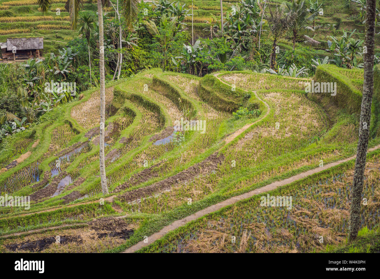 Panoramic view of the cascading rice terraces Stock Photo - Alamy