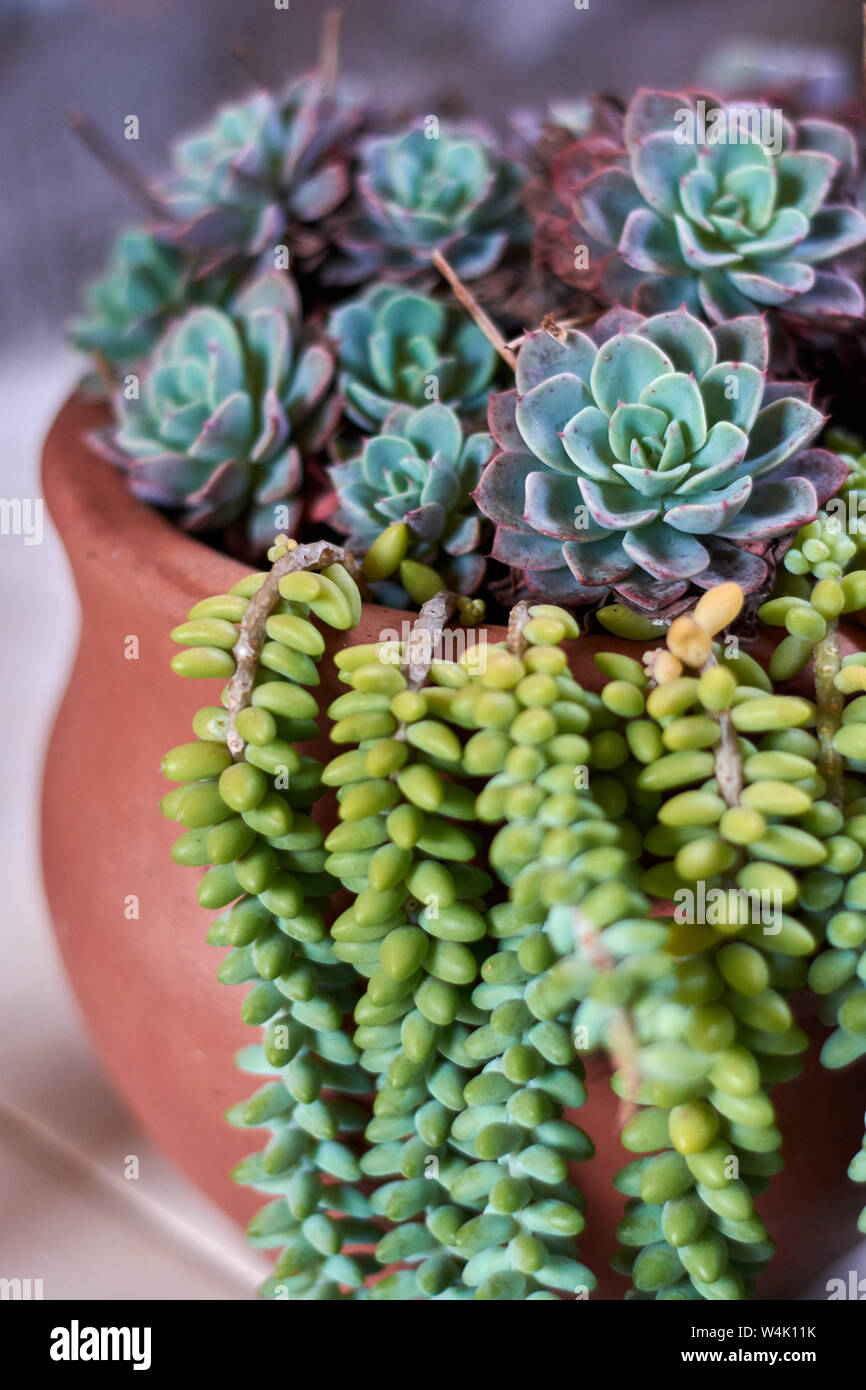 Waterless flower hi-res stock photography and images - Alamy