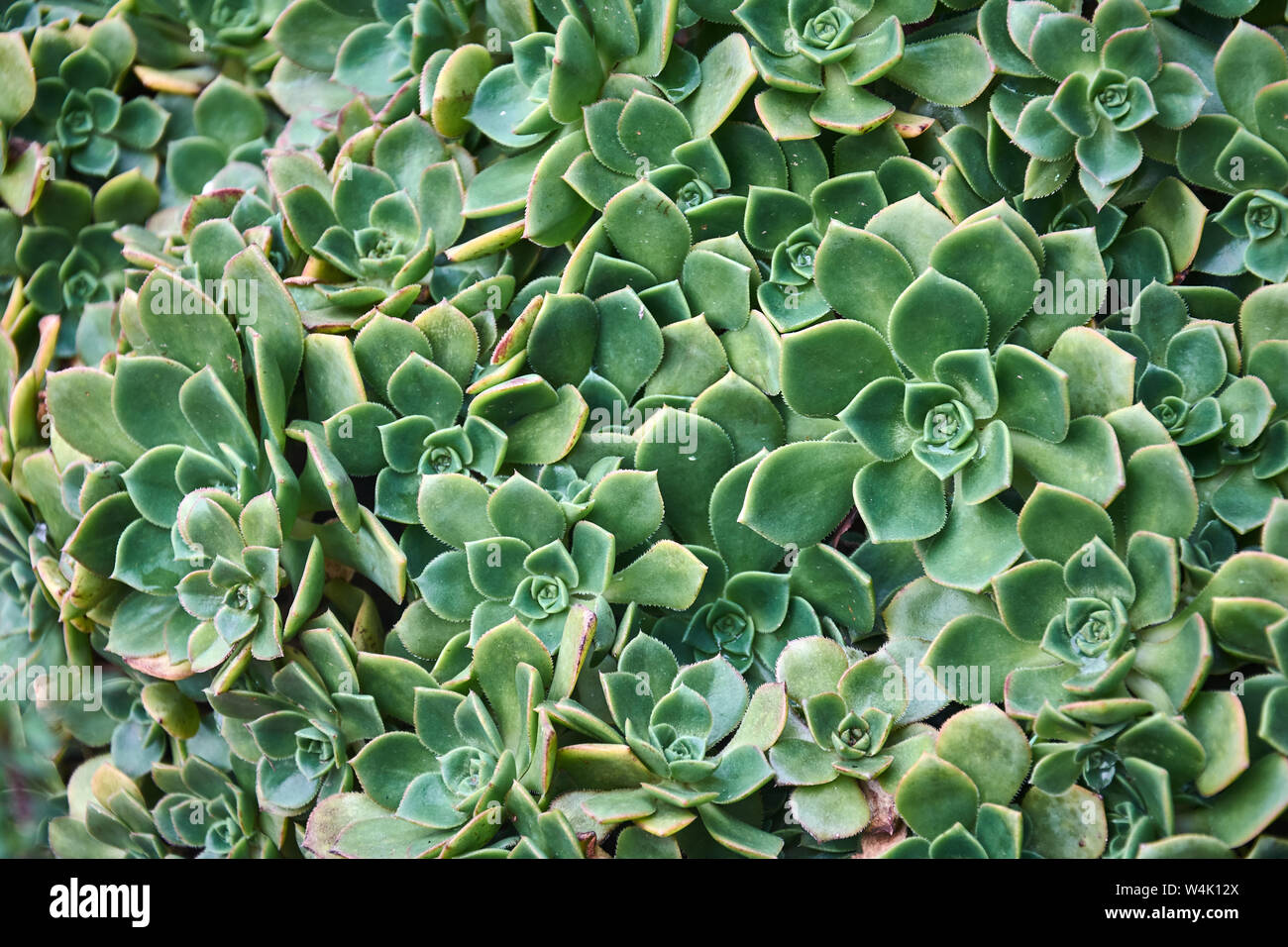 Pattern of leaves of a large succulent plant used as decoration in the ...