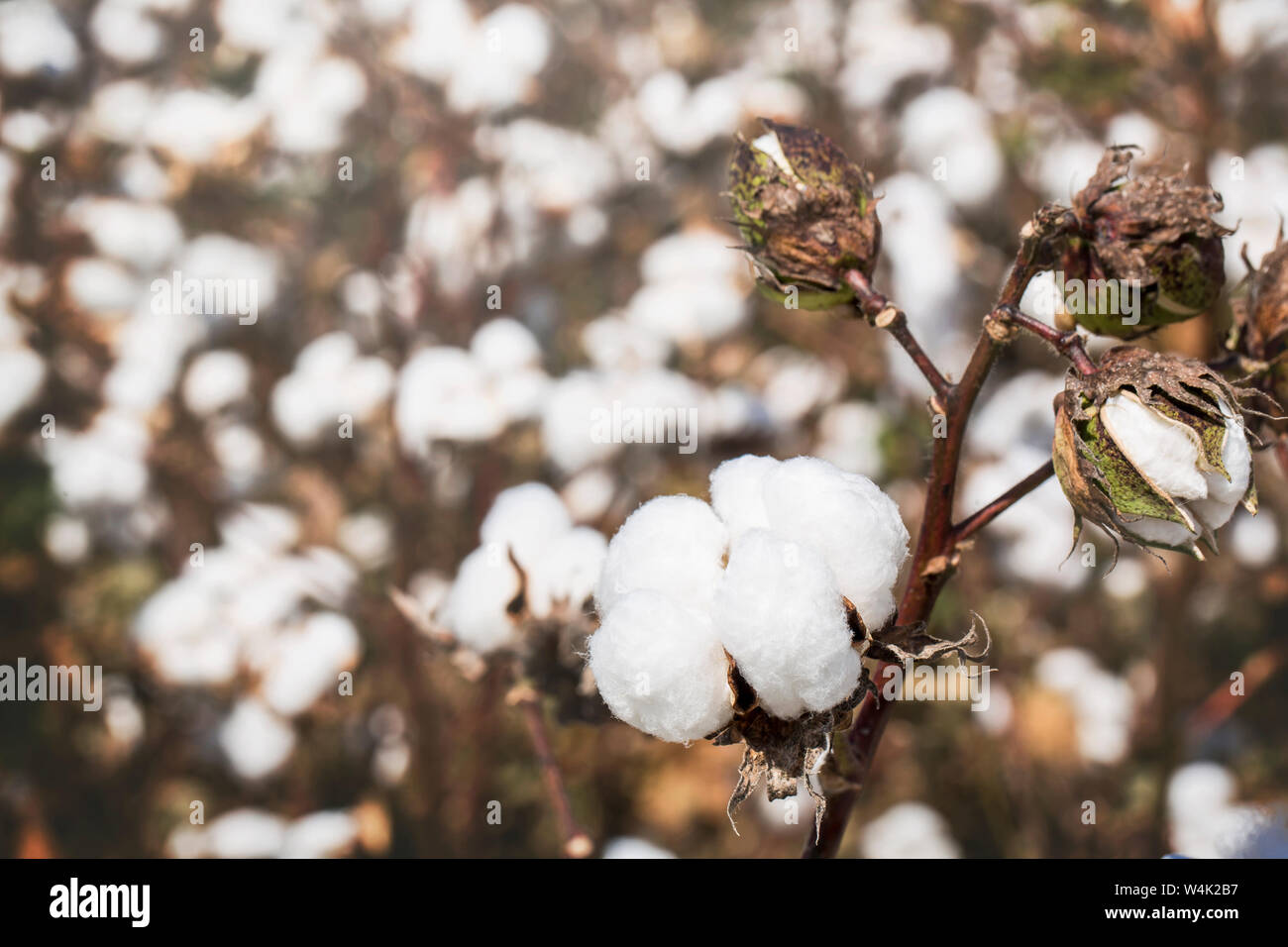 Cotton plant in louisiana hi-res stock photography and images - Alamy