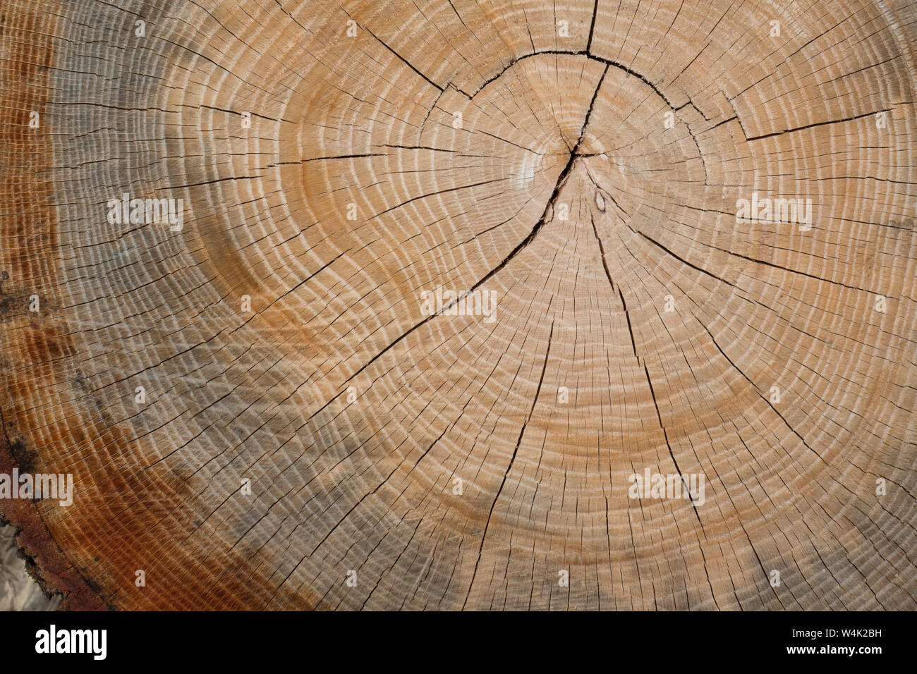 Wood increment core hi-res stock photography and images - Alamy