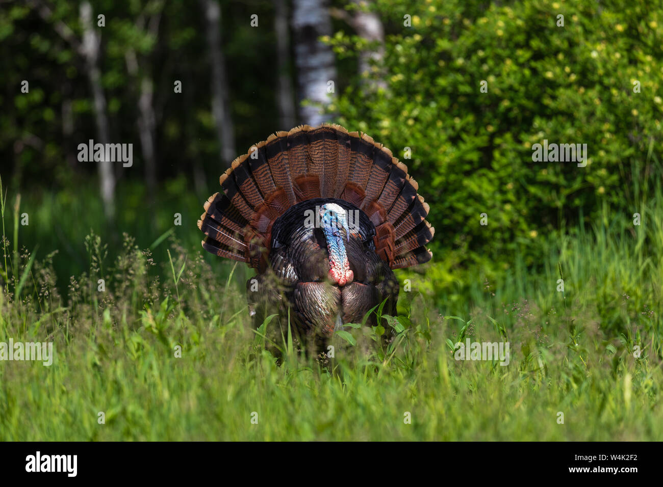 Tom turkey strutting for a hen in northern Wisconsin Stock Photo - Alamy