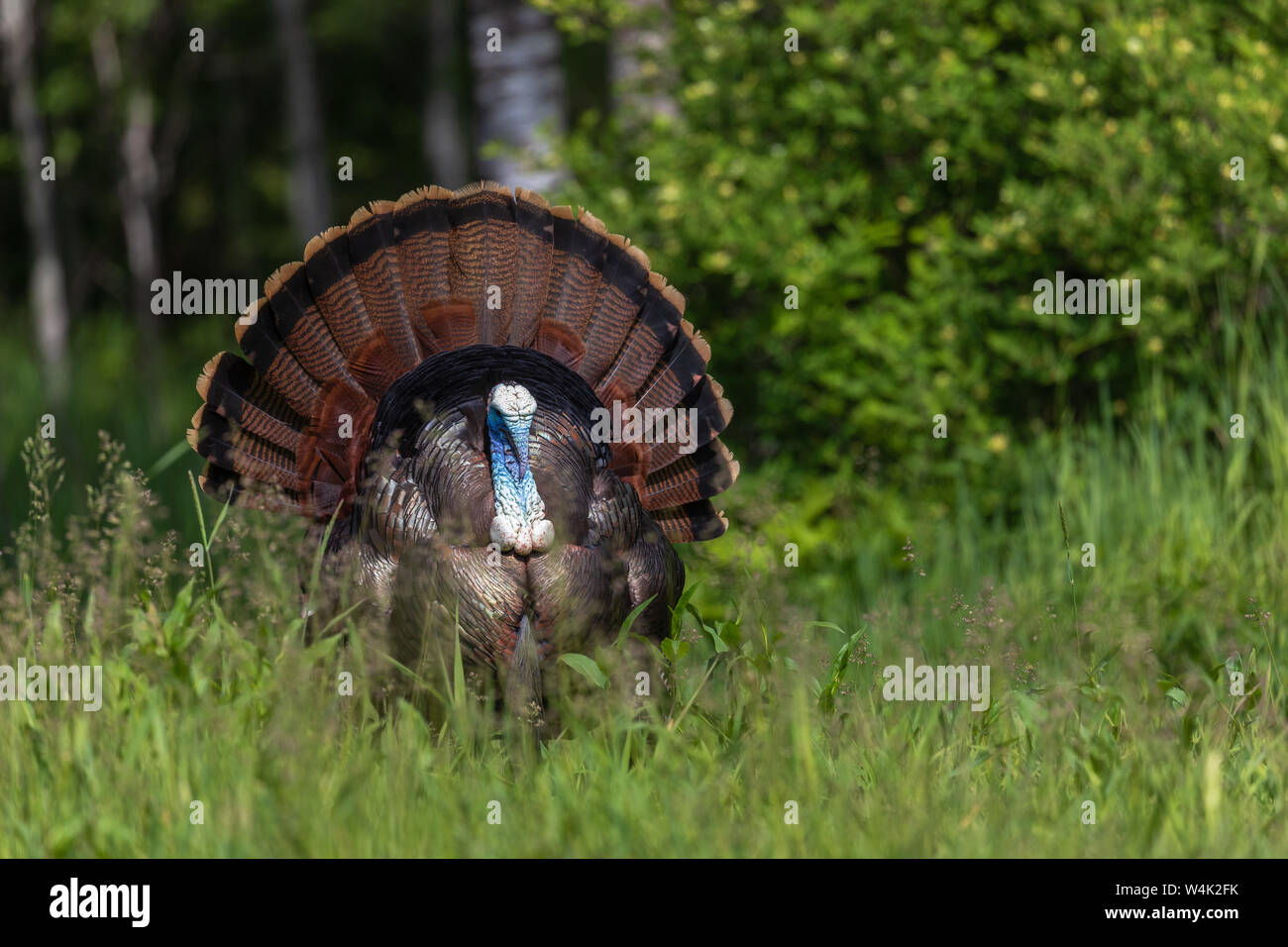 Tom turkey strutting for a hen in northern Wisconsin Stock Photo - Alamy