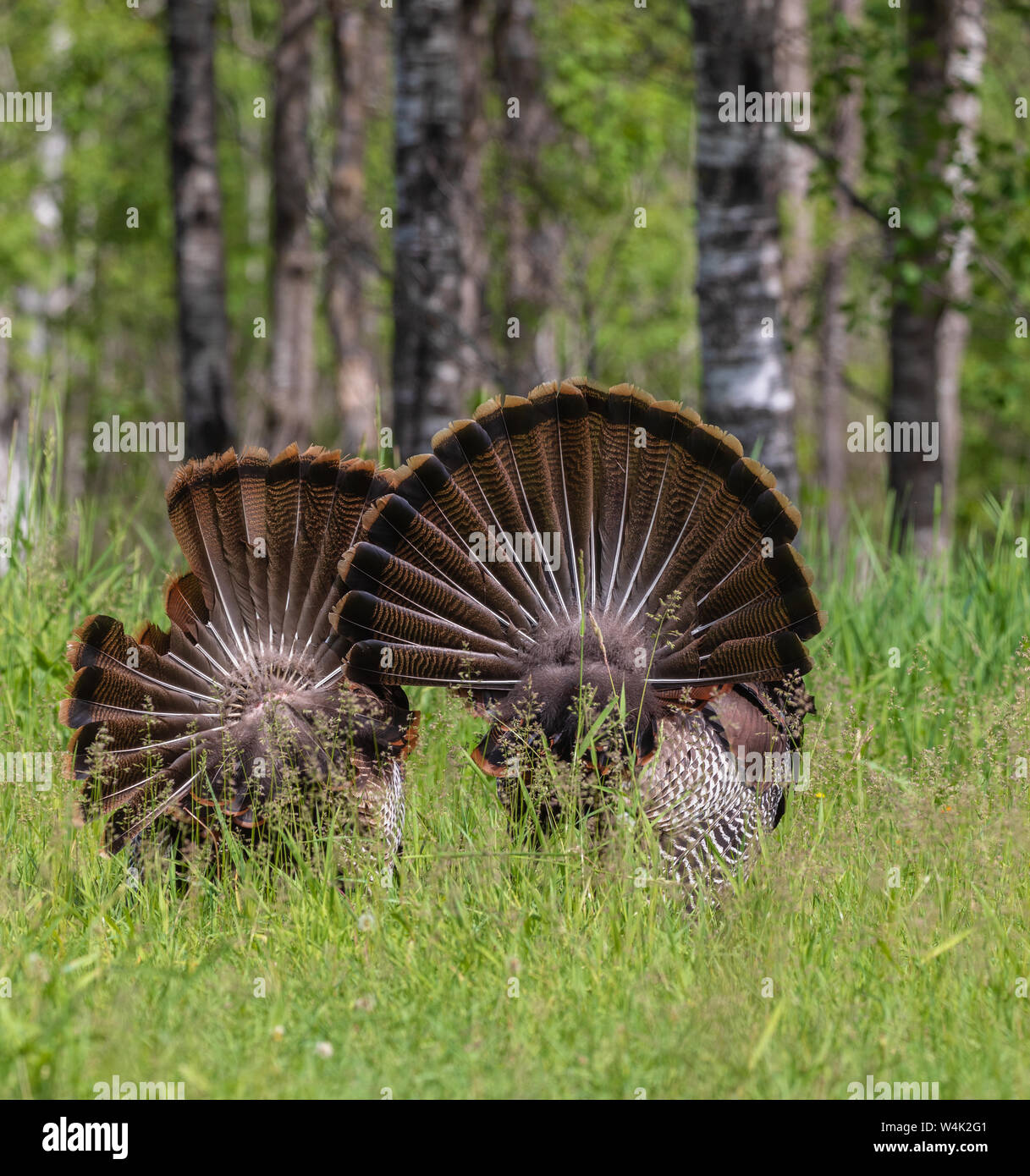 Battered feathers hi-res stock photography and images - Alamy