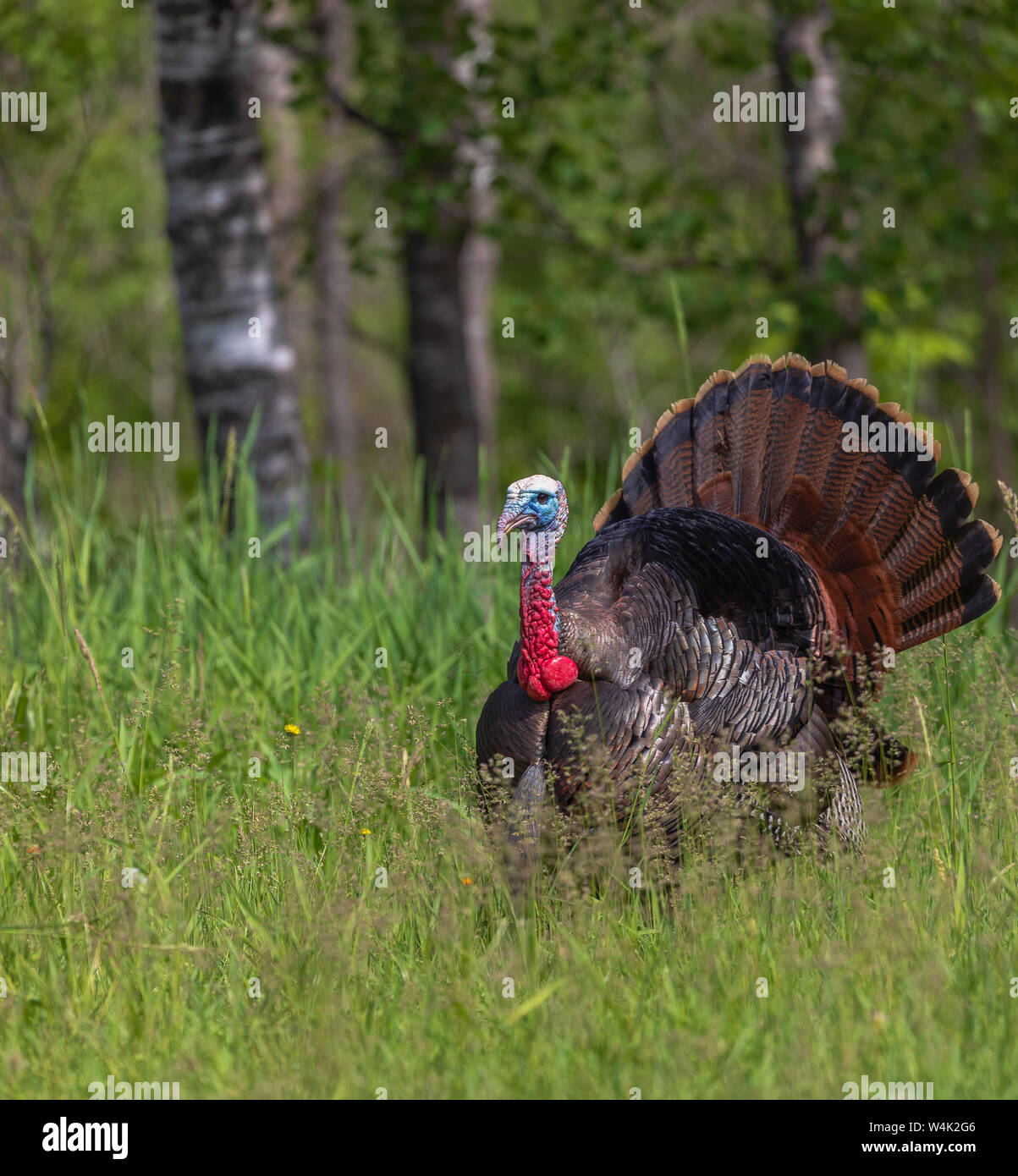 Tom turkey strutting for a hen in northern Wisconsin Stock Photo - Alamy