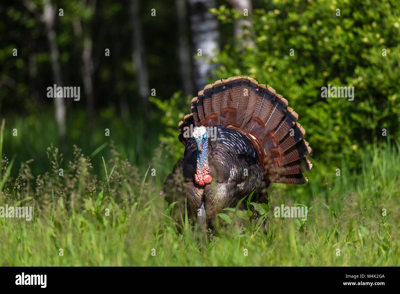 Tom turkey strutting for a hen in northern Wisconsin Stock Photo - Alamy