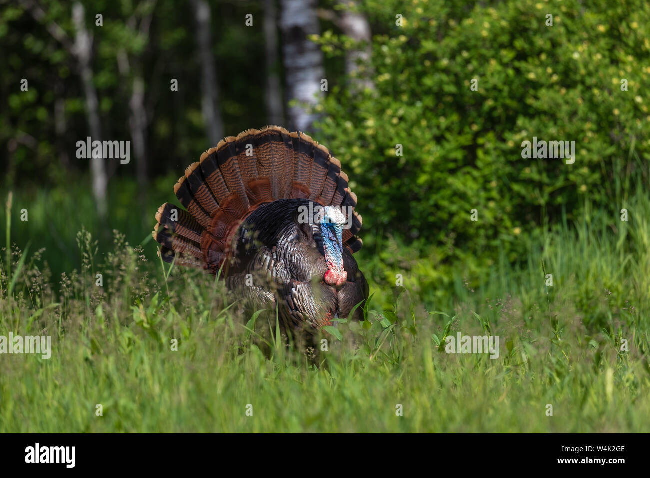 Male turkey displaying for a hen hi-res stock photography and images ...