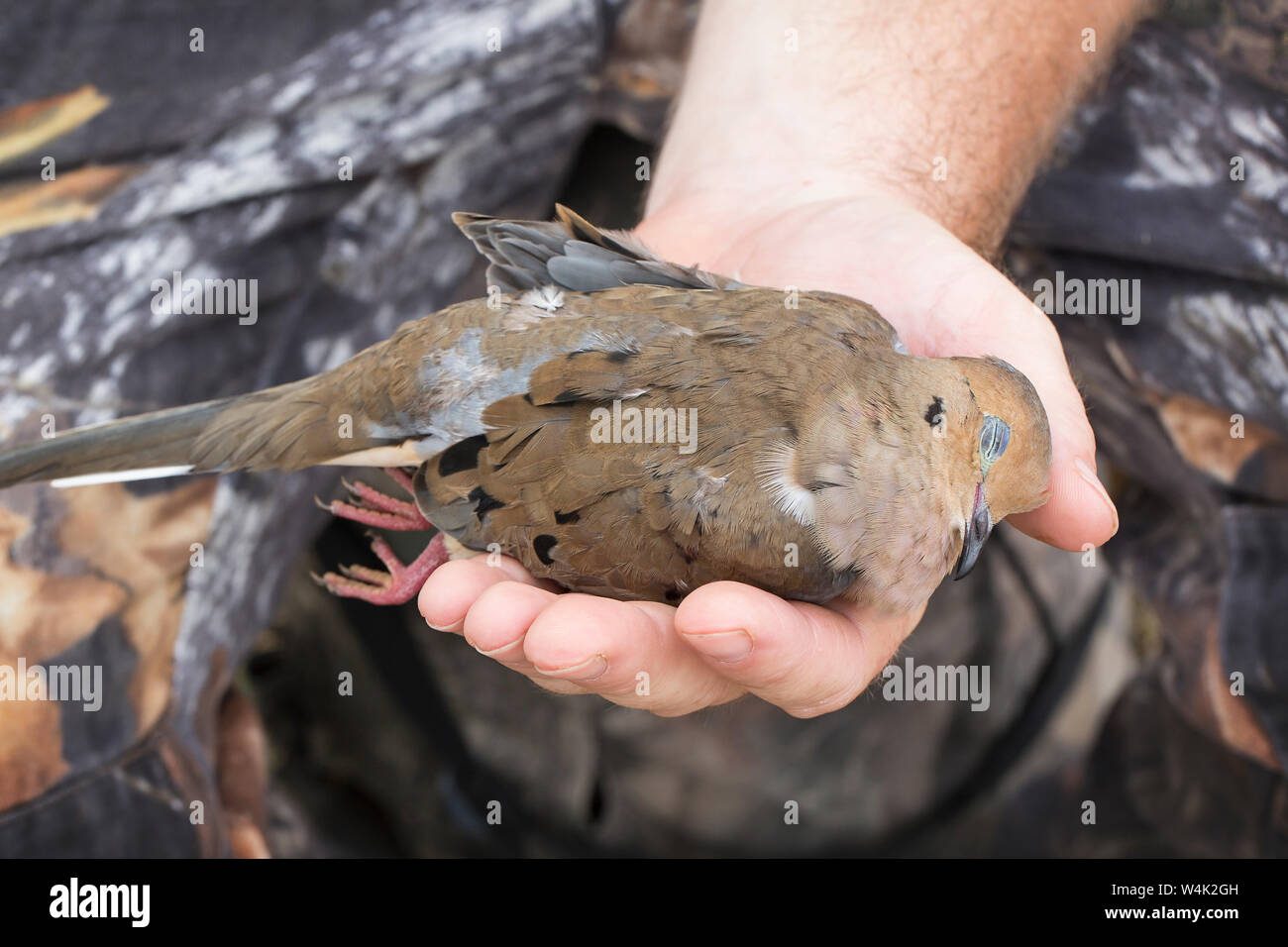 A dove killed while hunting in Louisiana Stock Photo - Alamy