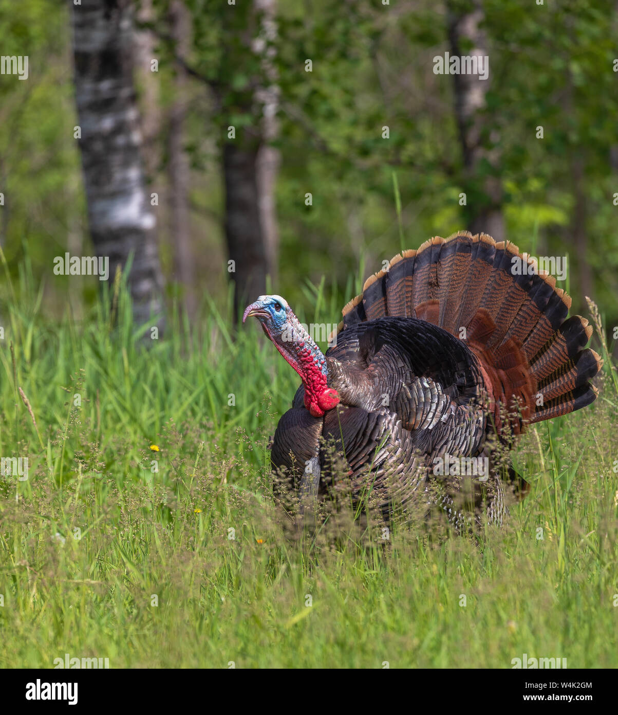 Male turkey displaying for a hen hi-res stock photography and images ...