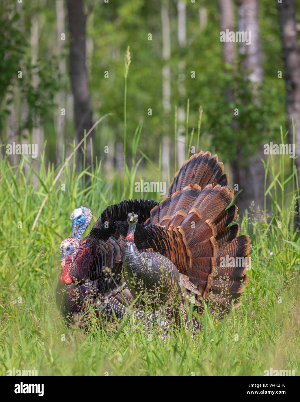 Tom turkeys strutting for a hen decoy in northern Wisconsin Stock Photo ...