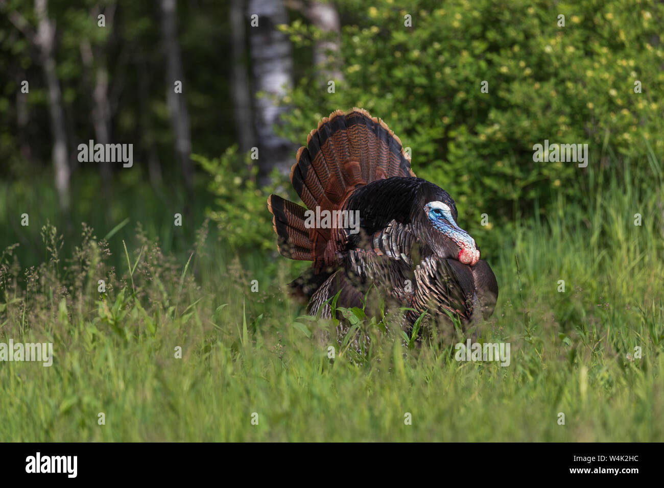 Tom turkey strutting for a hen in northern Wisconsin Stock Photo - Alamy