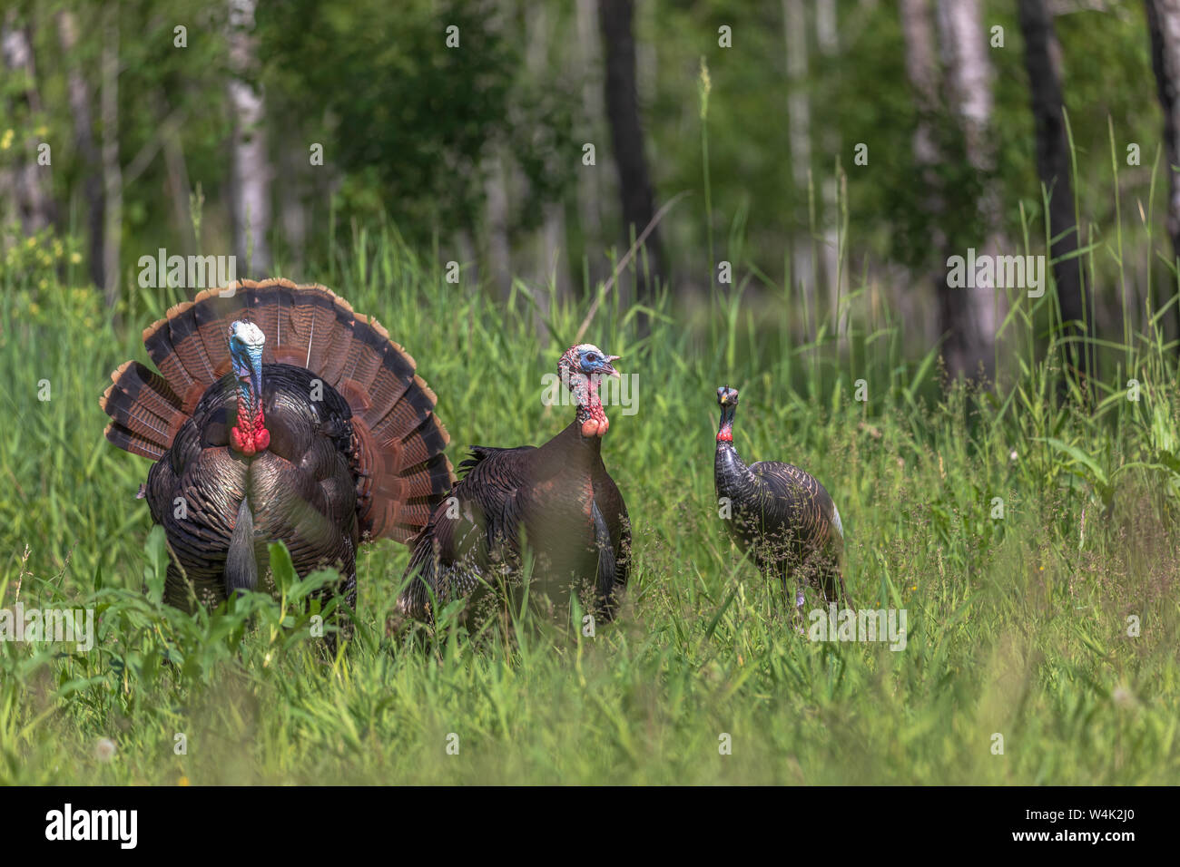 Tom turkeys strutting for a hen decoy in northern Wisconsin Stock Photo ...