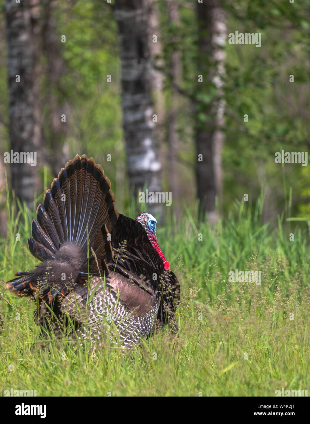 Tom turkey strutting for a hen in northern Wisconsin Stock Photo - Alamy