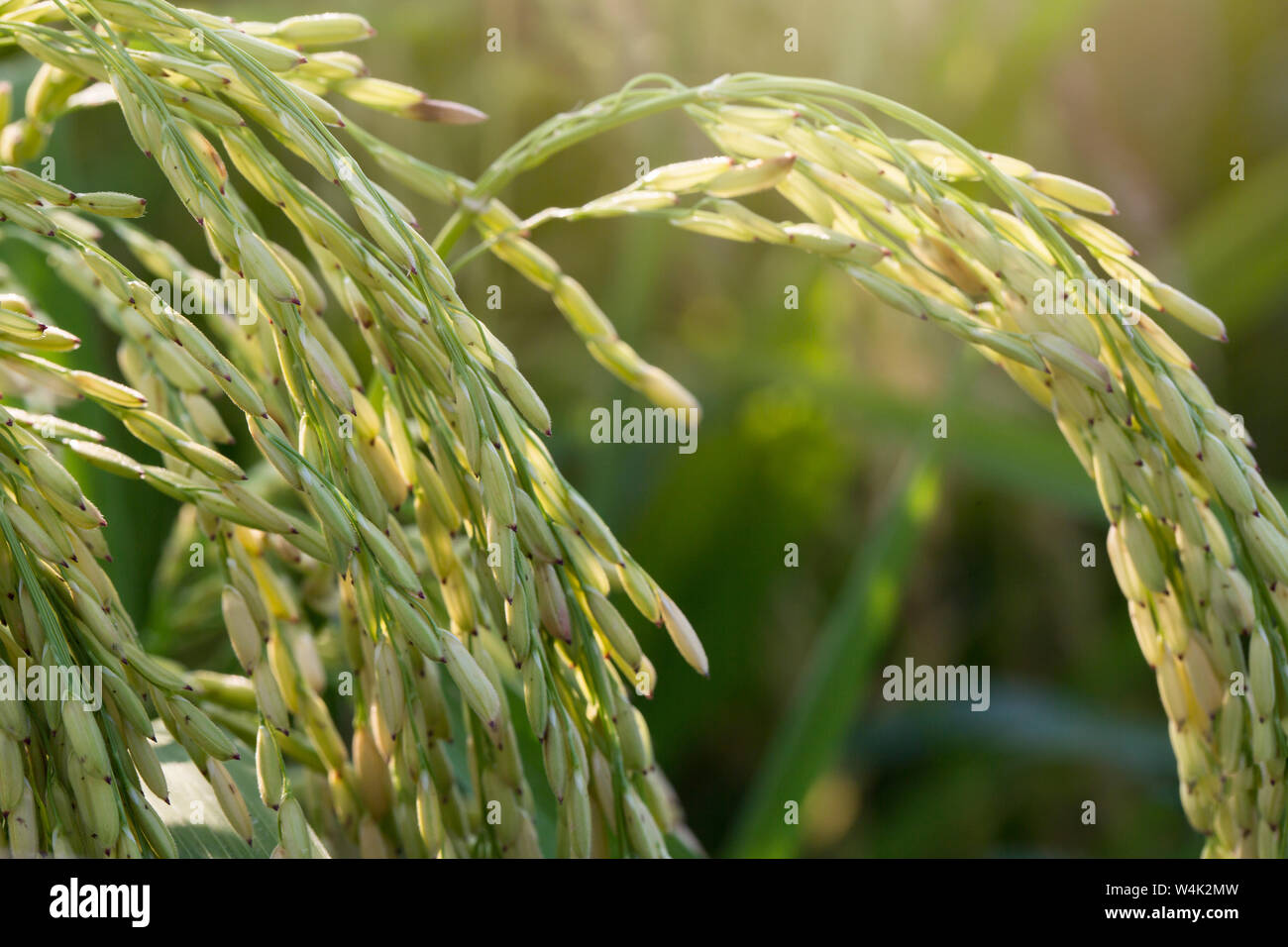 Farming in louisiana hi-res stock photography and images - Alamy