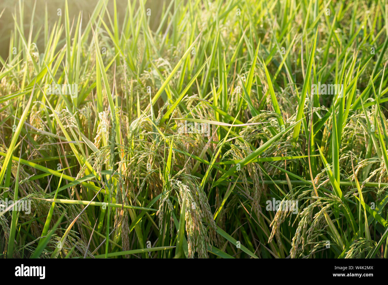 Rice farm louisiana harvest hi-res stock photography and images - Alamy