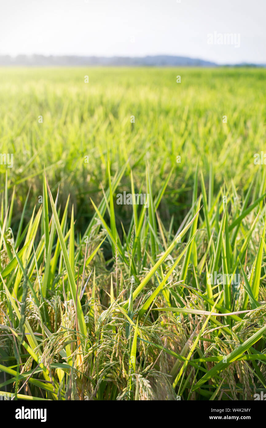Rice plants in a Louisiana field Stock Photo - Alamy