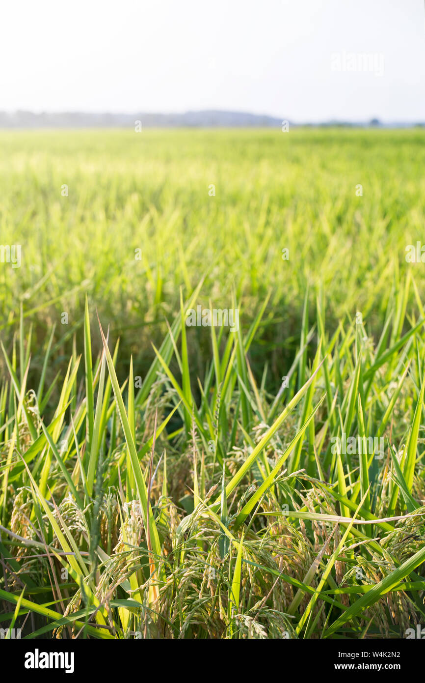 Rice Field Ready for Harvest Stock Photo - Alamy