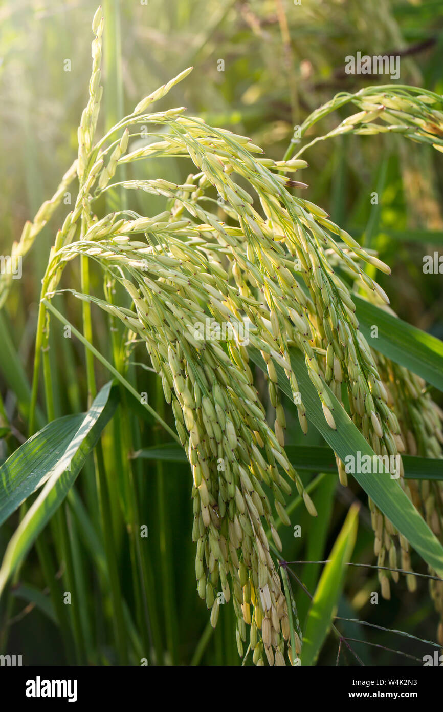 Rice farm louisiana harvest hi-res stock photography and images - Alamy