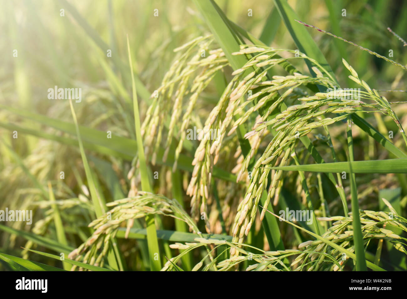 Rice farm louisiana harvest hi-res stock photography and images - Alamy