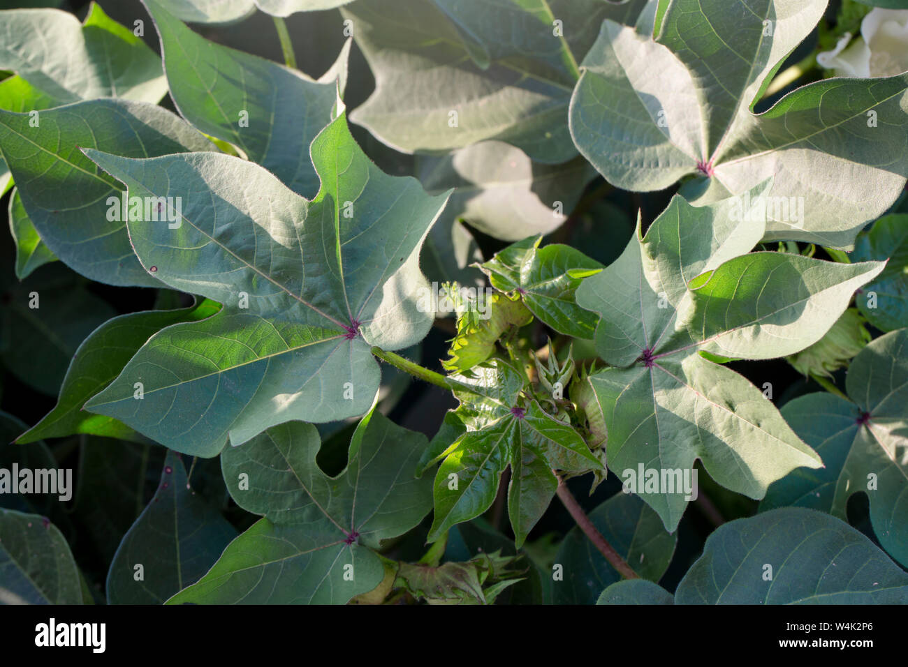 Cotton farm field blooming in hi-res stock photography and images - Alamy