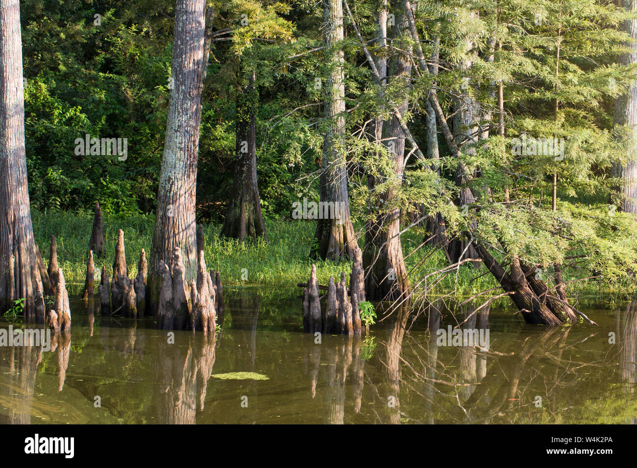 Bayou Cypress Tree