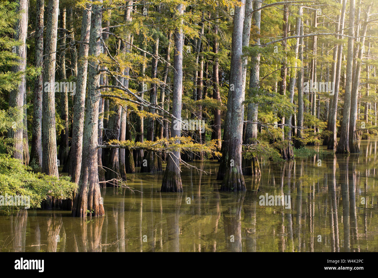 Cypress trees in a Louisiana bayou Stock Photo - Alamy