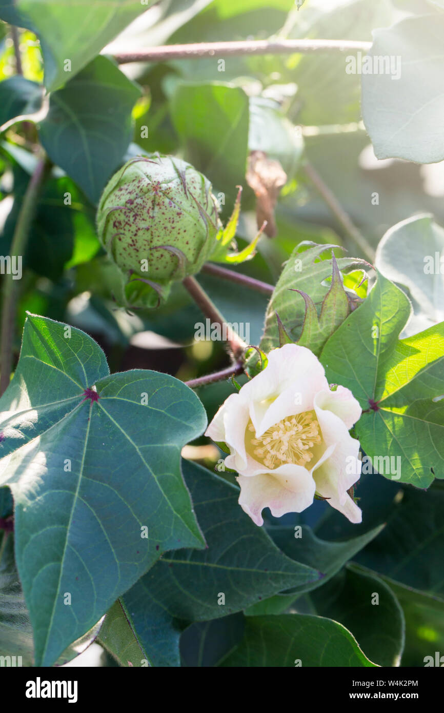 Cotton farm field blooming in hi-res stock photography and images - Alamy