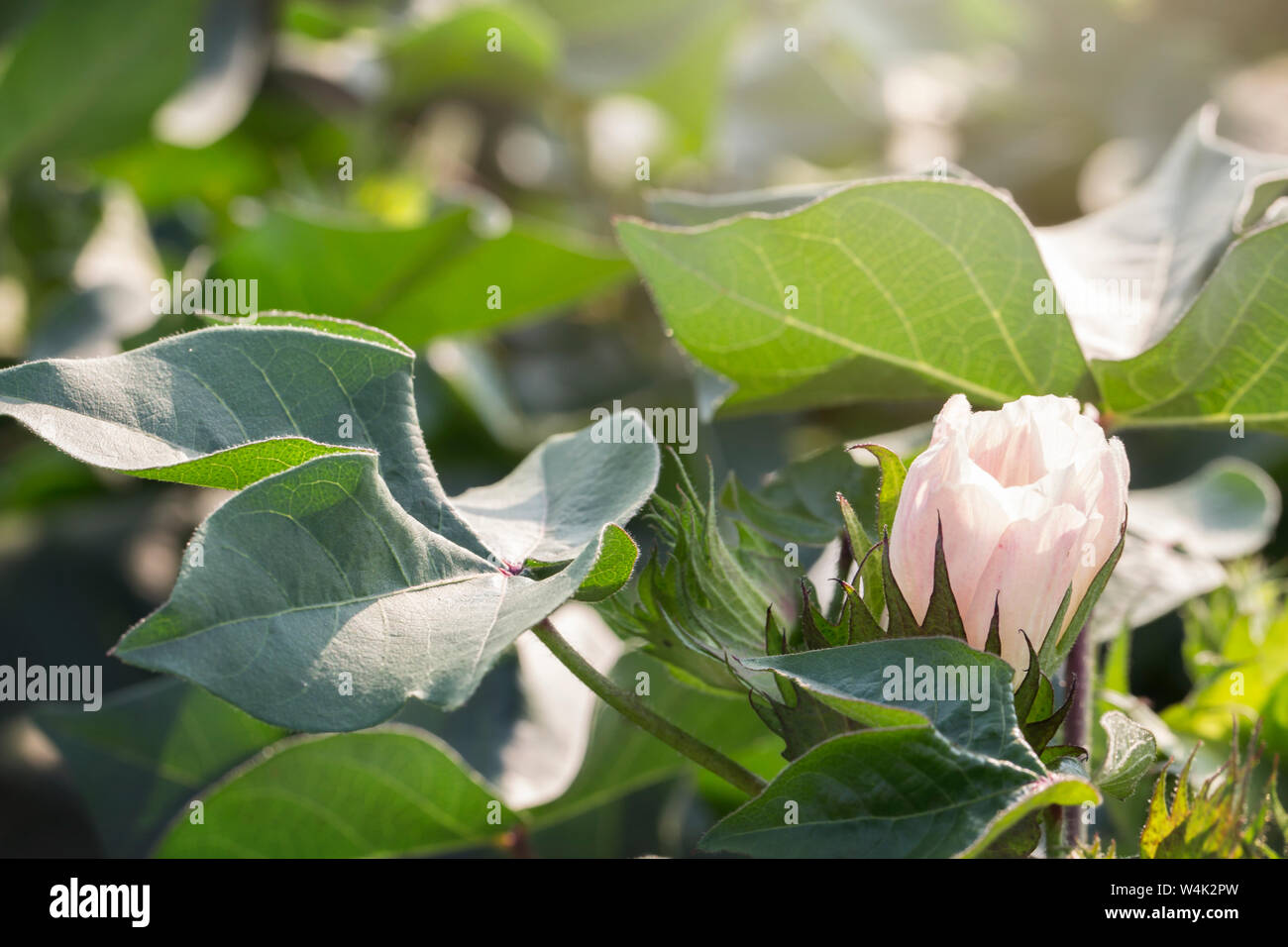 Cotton farm field blooming in hi-res stock photography and images - Alamy
