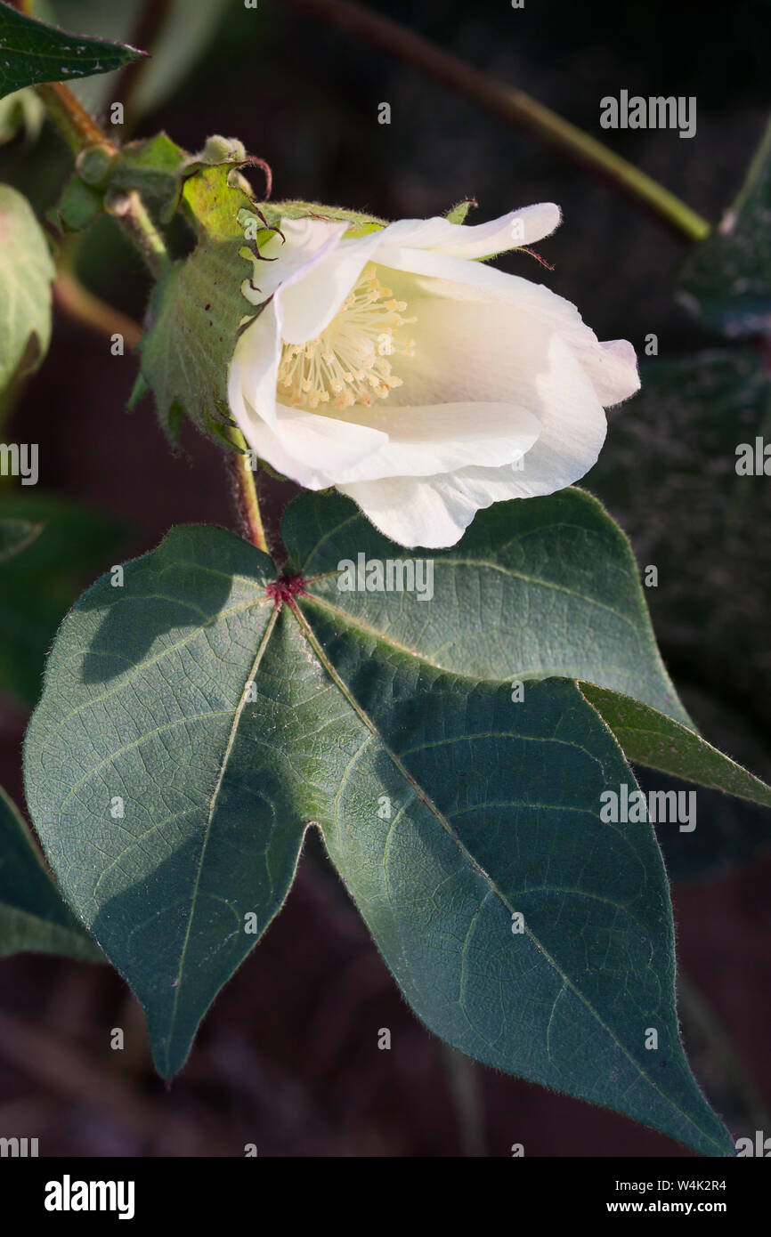 Cotton farm field blooming in hi-res stock photography and images - Alamy