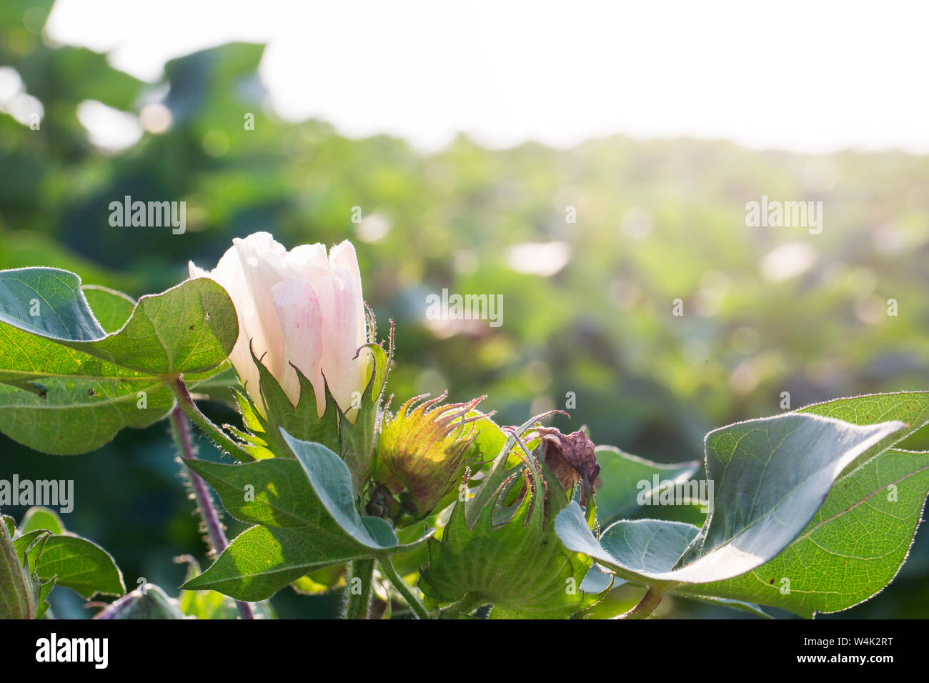 Cotton farm field blooming in hi-res stock photography and images - Alamy